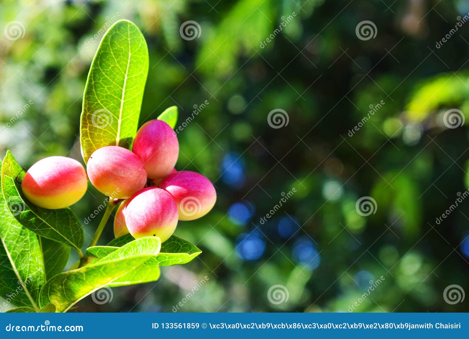 Red Miracle Fruit on the Tree with Green Leaves, Isolated with Blurred ...