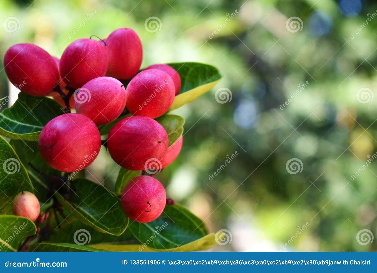 Red Miracle Fruit on the Tree with Green Leaves, Isolated with Blurred ...