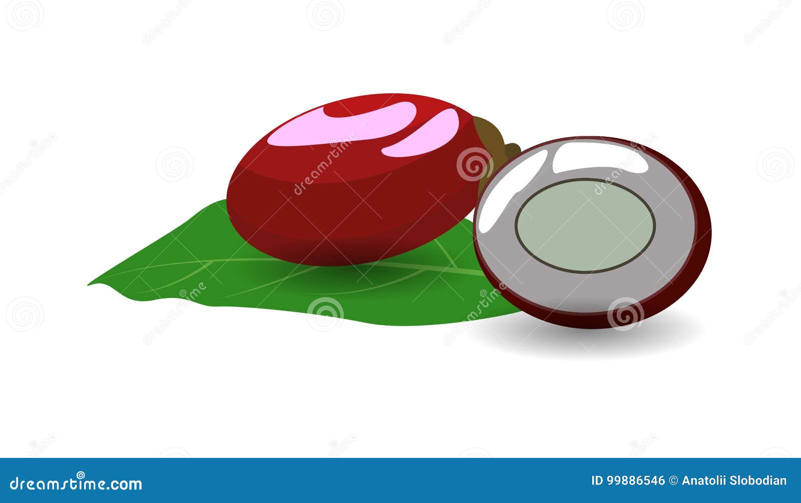 Miracle Fruit Branch With Leaves Isolated, Watercolor Illustration On ...