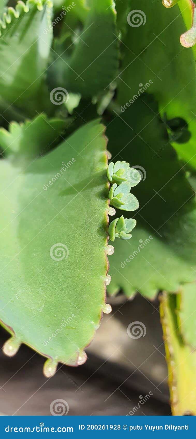The Miracle Leaf Bryophyllum Pinnatum Stock Photo - Image of leaf, bali ...