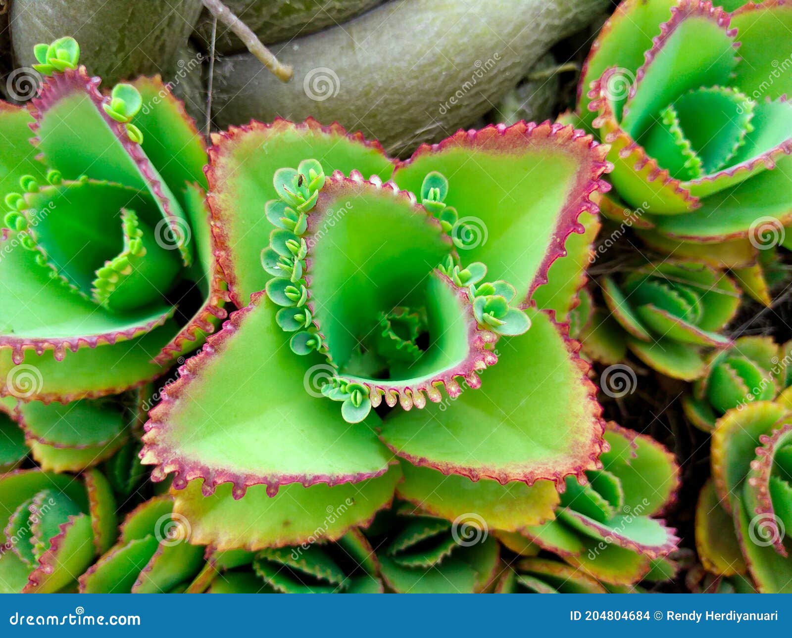 The Miracle Leaf Of Kalanchoe Pinnata Stock Photography | CartoonDealer ...