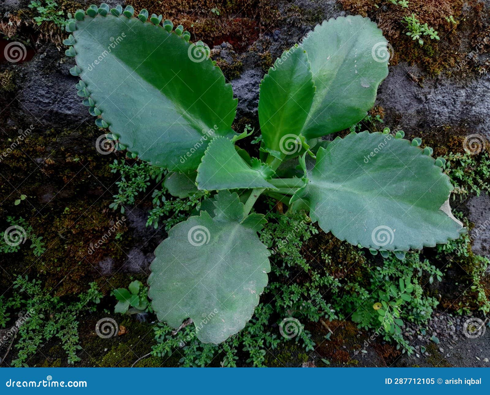 Miracle Leaf Grow on the Wall of Red Bricks with Many Shot on the Edge ...