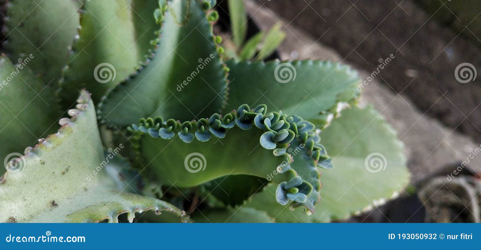 The Miracle Leaf Of Kalanchoe Pinnata Stock Photography | CartoonDealer ...