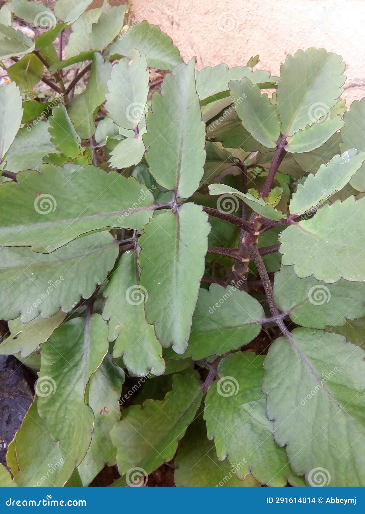 Miracle leaf stock photo. Image of kalanchoe, leaf, leave - 291614014