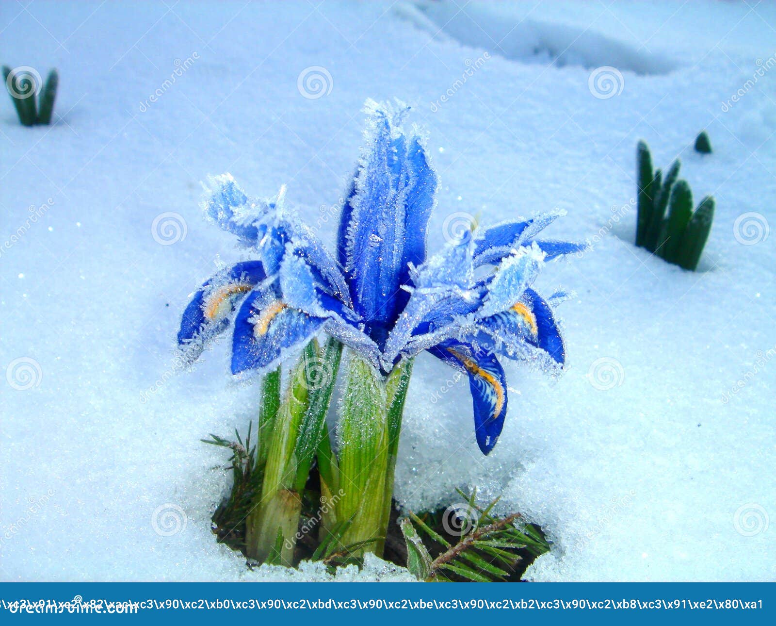 Wonderful Blue Flower in the Snow Stock Image - Image of winter ...