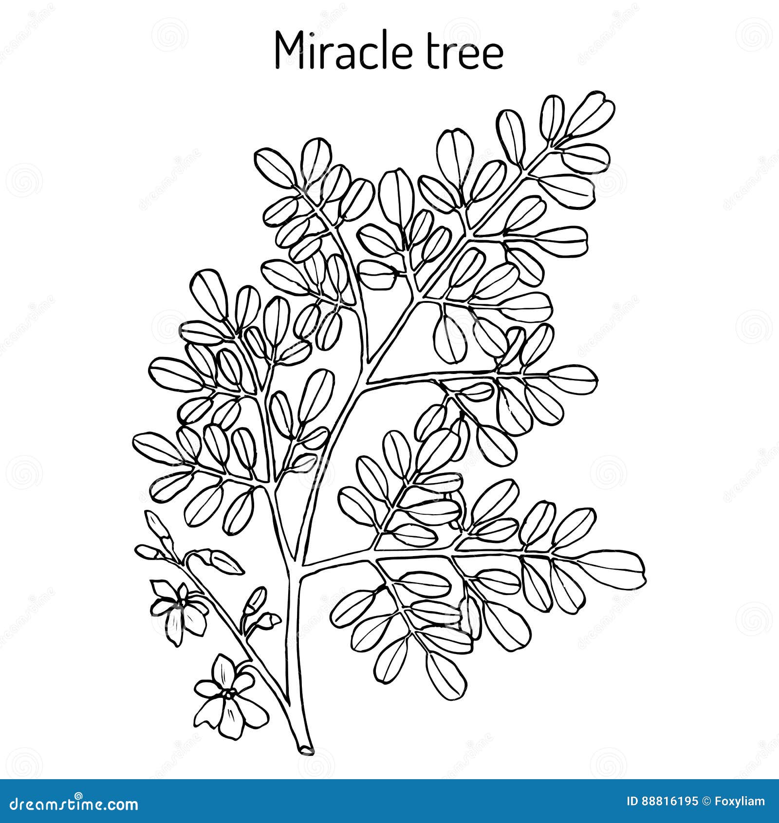 Moringa Oleifera, Frame 2 Cartoon Vector | CartoonDealer.com #88474983