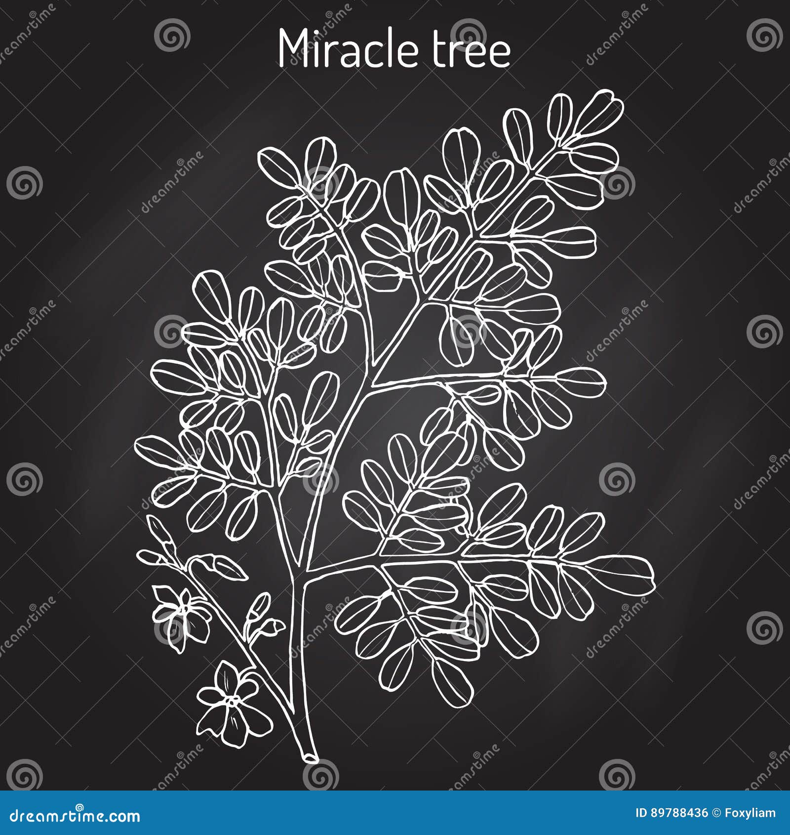 Miracle Tree Moringa Oleifera , Medicinal Plant. Stock Vector ...