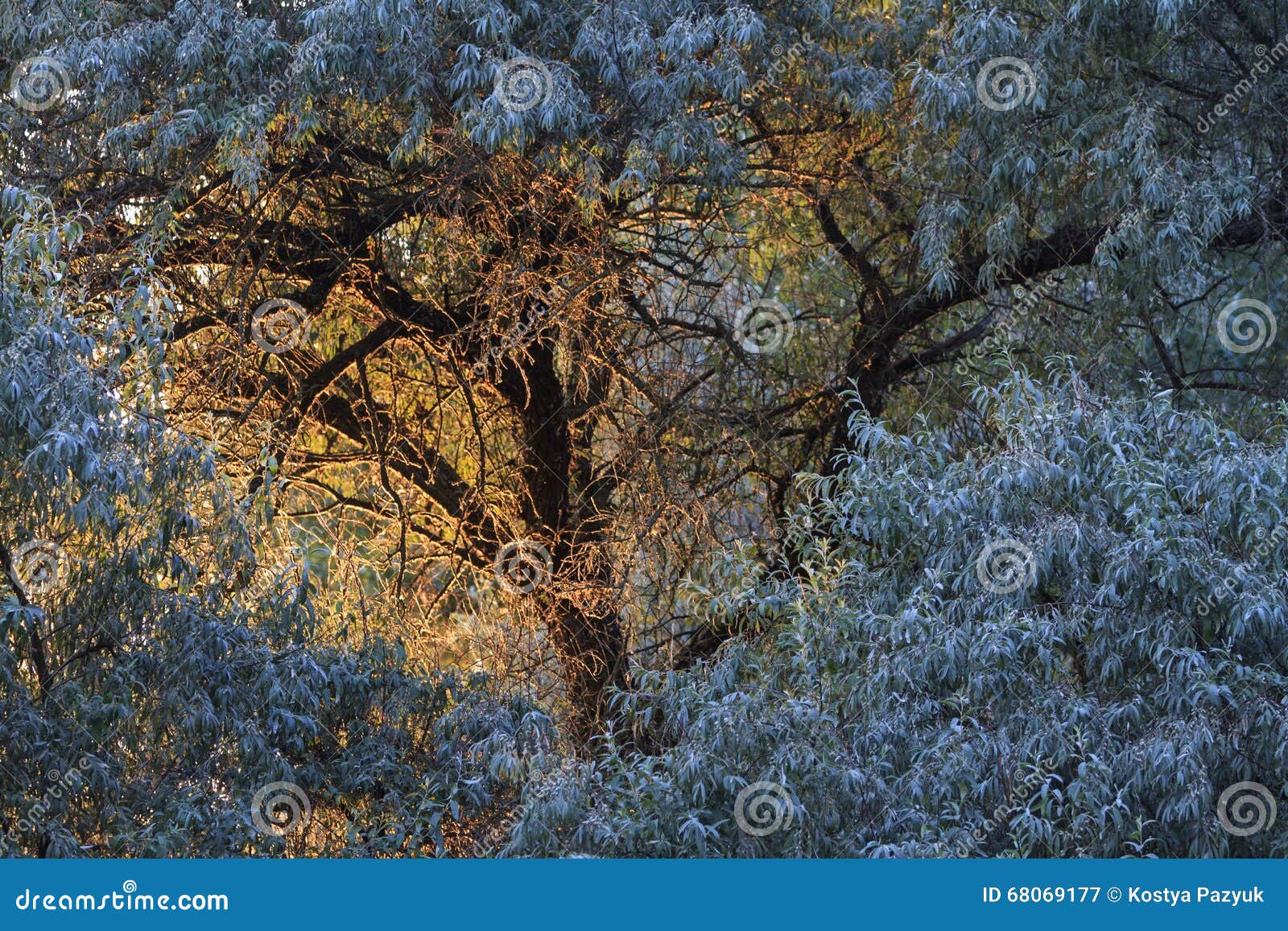 Miraculous tree at sunset stock image. Image of beautiful - 68069177