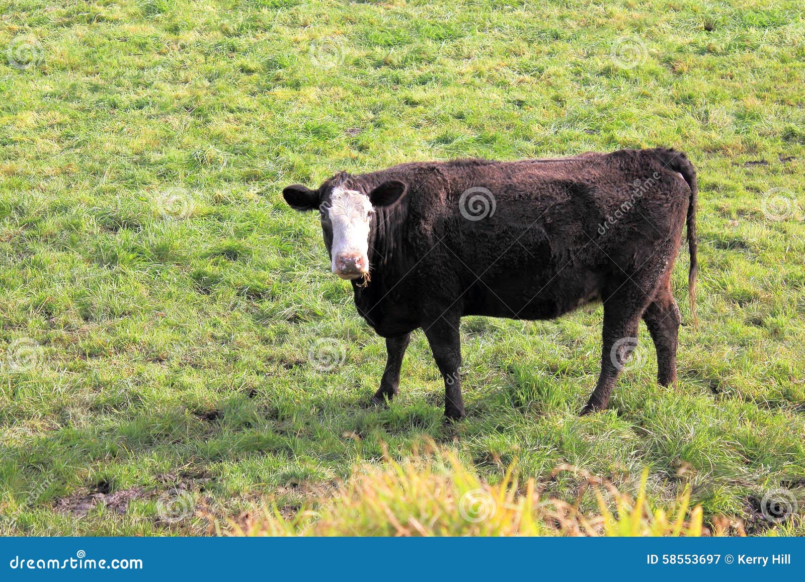 Mirada Blanco Y Negro De La Vaca Imagen de archivo - Imagen de carne ...