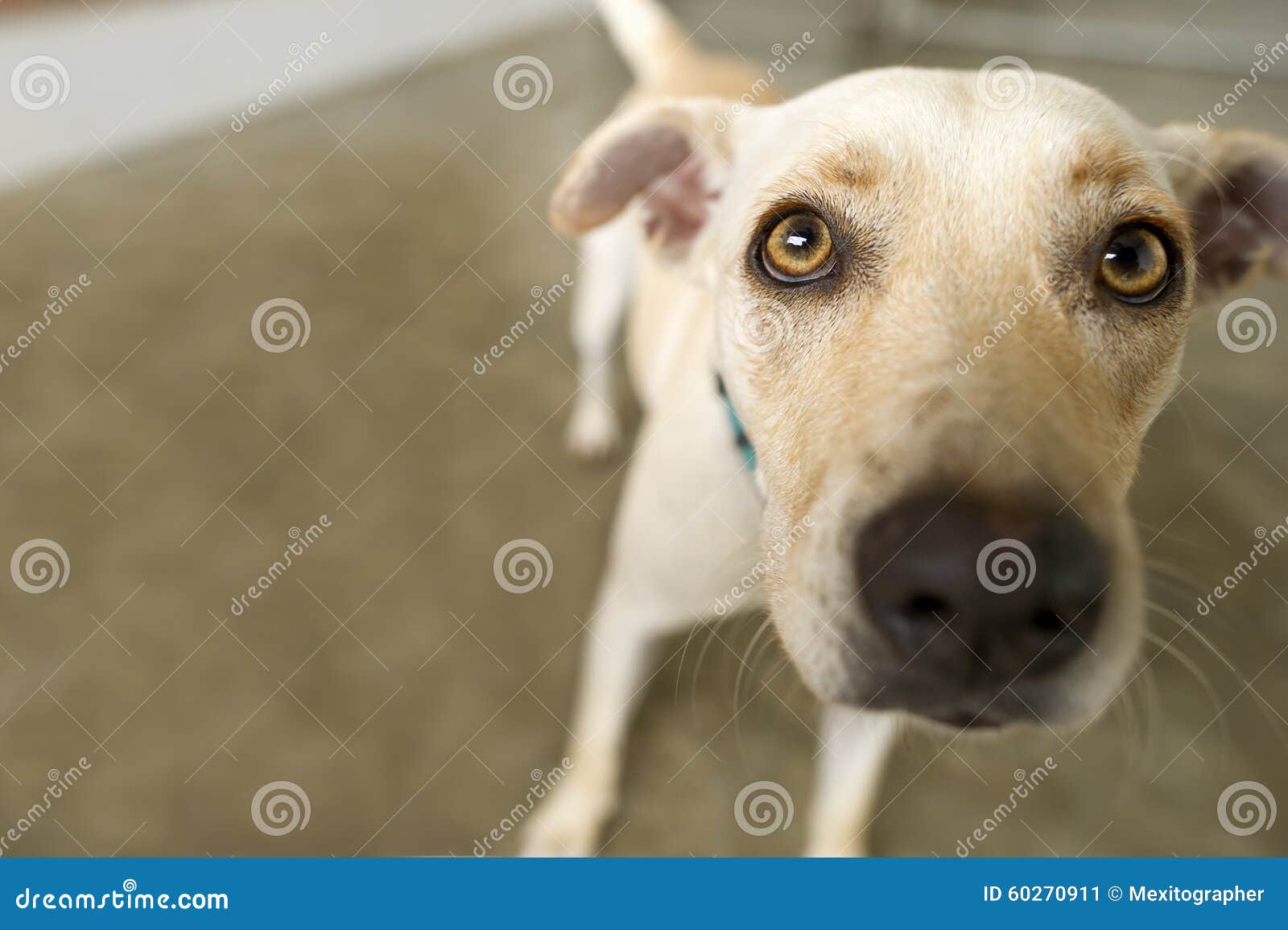 Mirada curiosa del perro imagen de archivo. Imagen de pista - 60270911