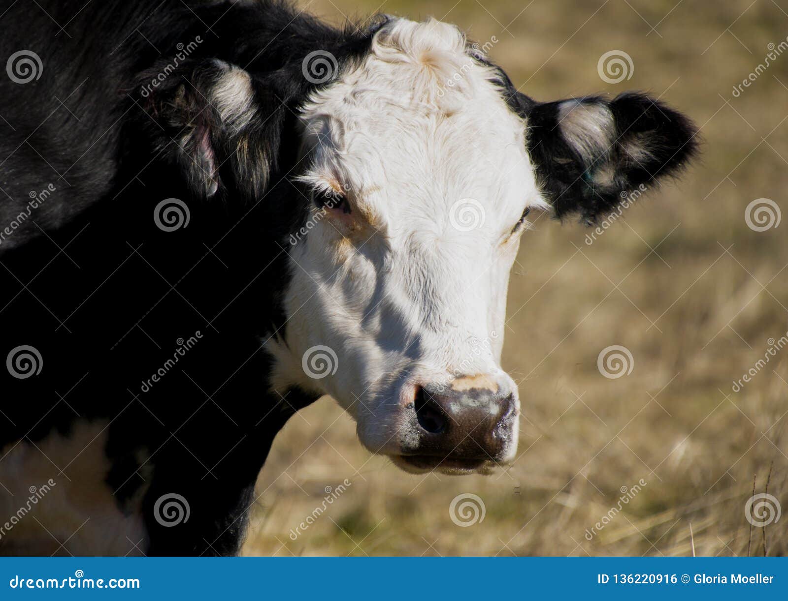 Mirada De Cuidado De Una Vaca De La Madre Foto de archivo - Imagen de ...
