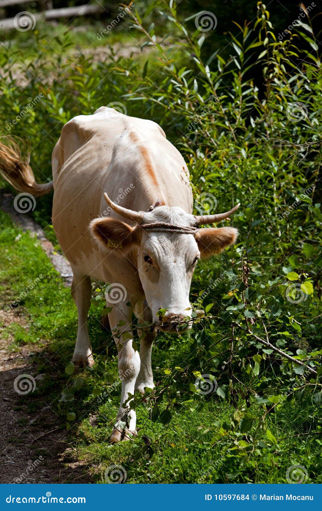 Mirada de la vaca foto de archivo. Imagen de mirando - 10597684