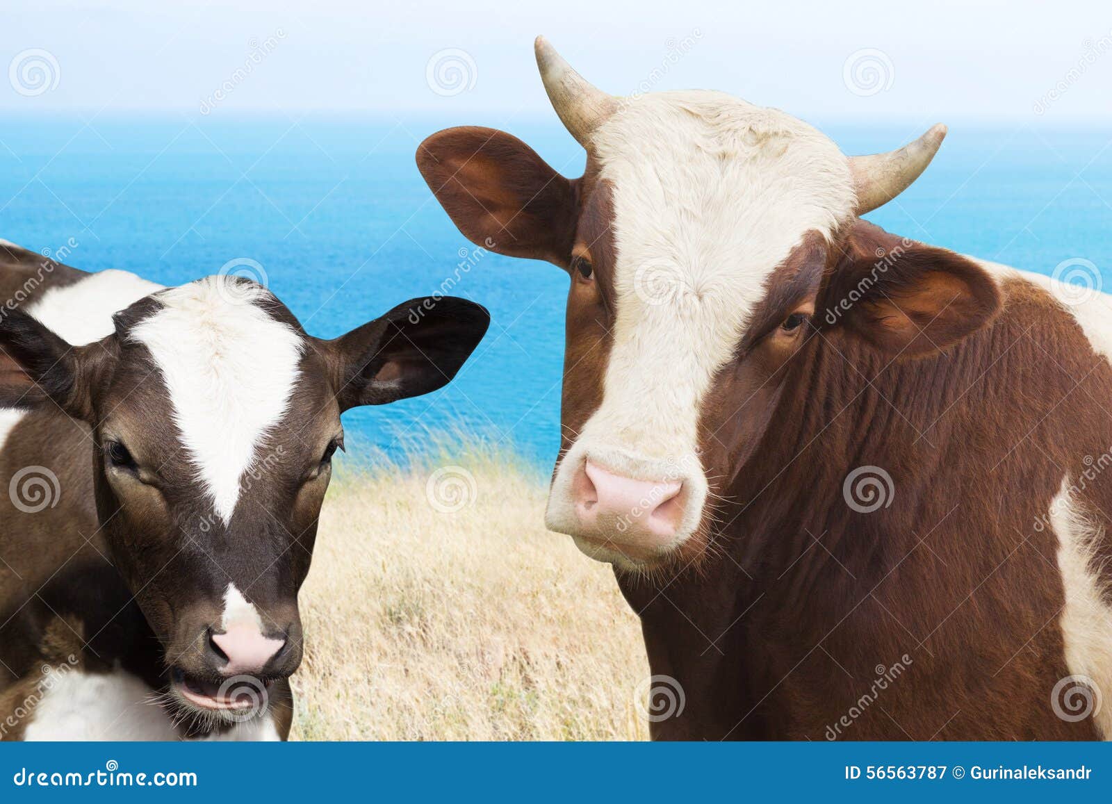 Mirada de la vaca imagen de archivo. Imagen de vaca, belleza - 56563787