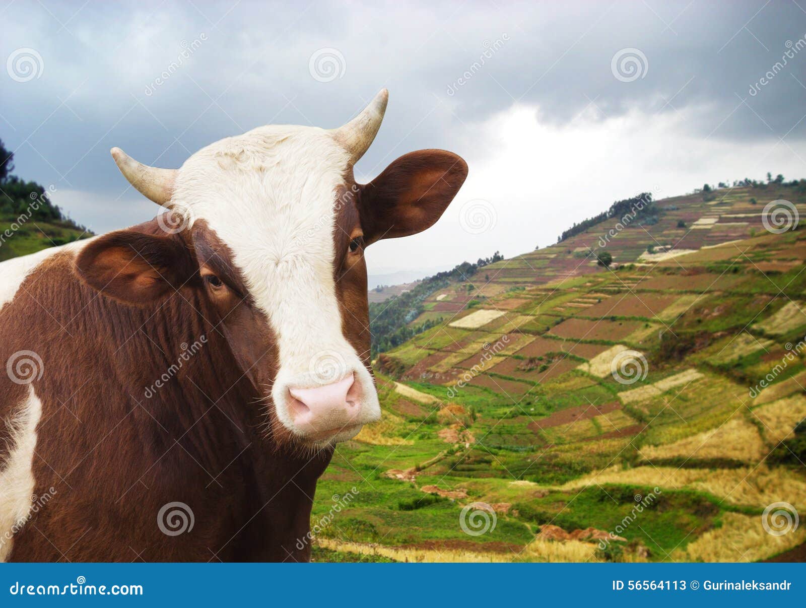 Mirada de la vaca imagen de archivo. Imagen de temas - 56564113