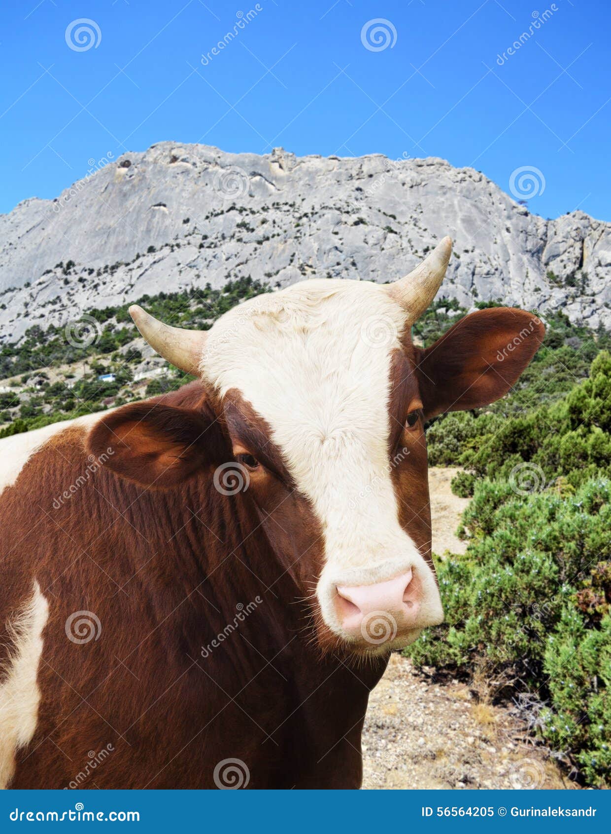 Mirada de la vaca imagen de archivo. Imagen de fondo - 56564205