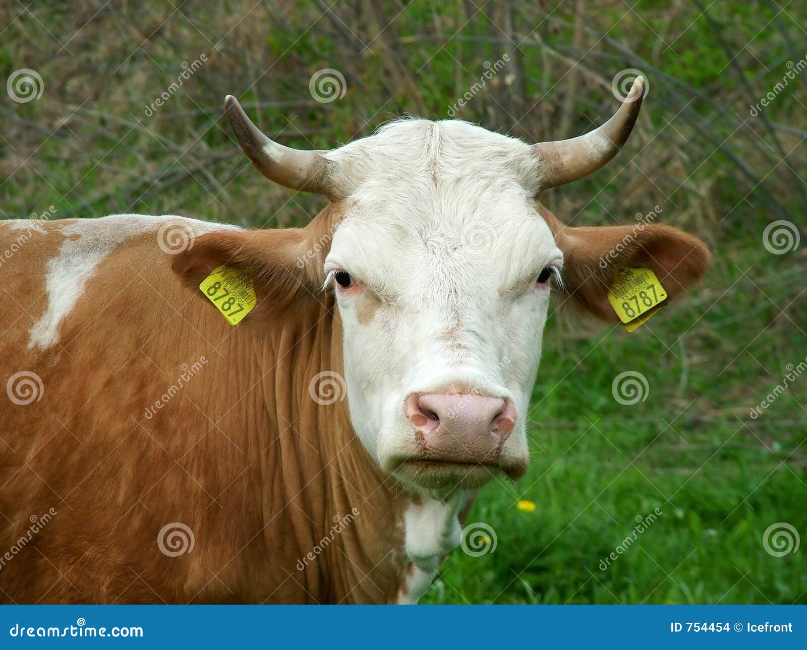 Mirada de la vaca foto de archivo. Imagen de prado, zurriago - 754454