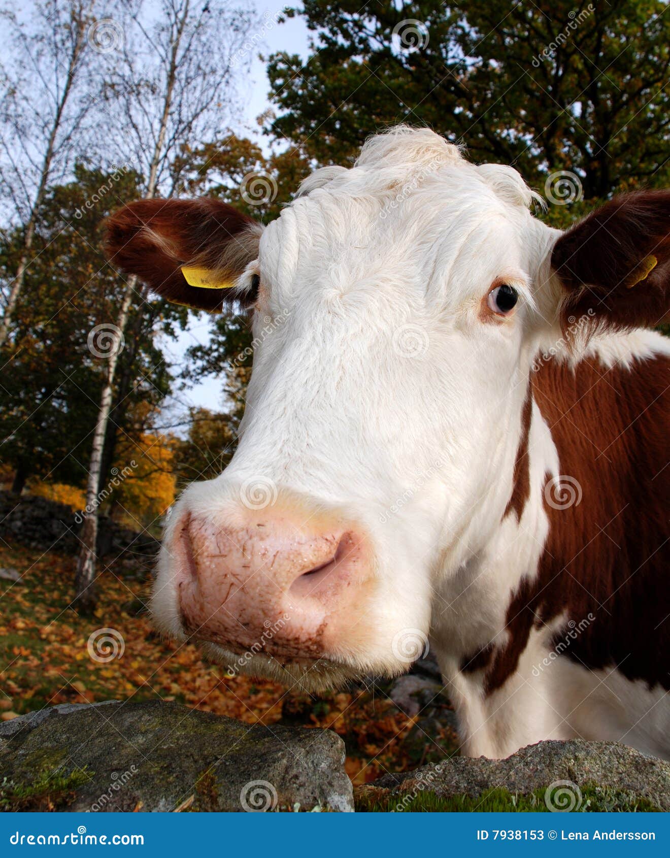 Mirada de la vaca imagen de archivo. Imagen de cierre - 7938153