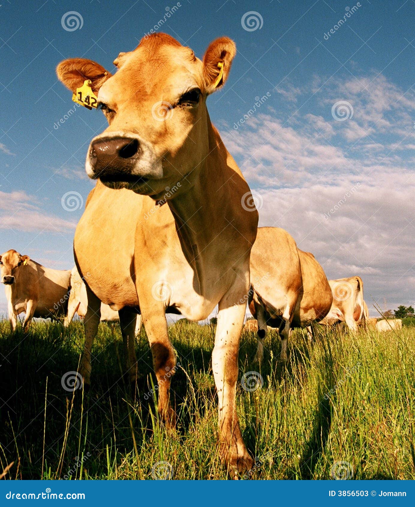 Mirada de la vaca lechera imagen de archivo. Imagen de nariz - 3856503