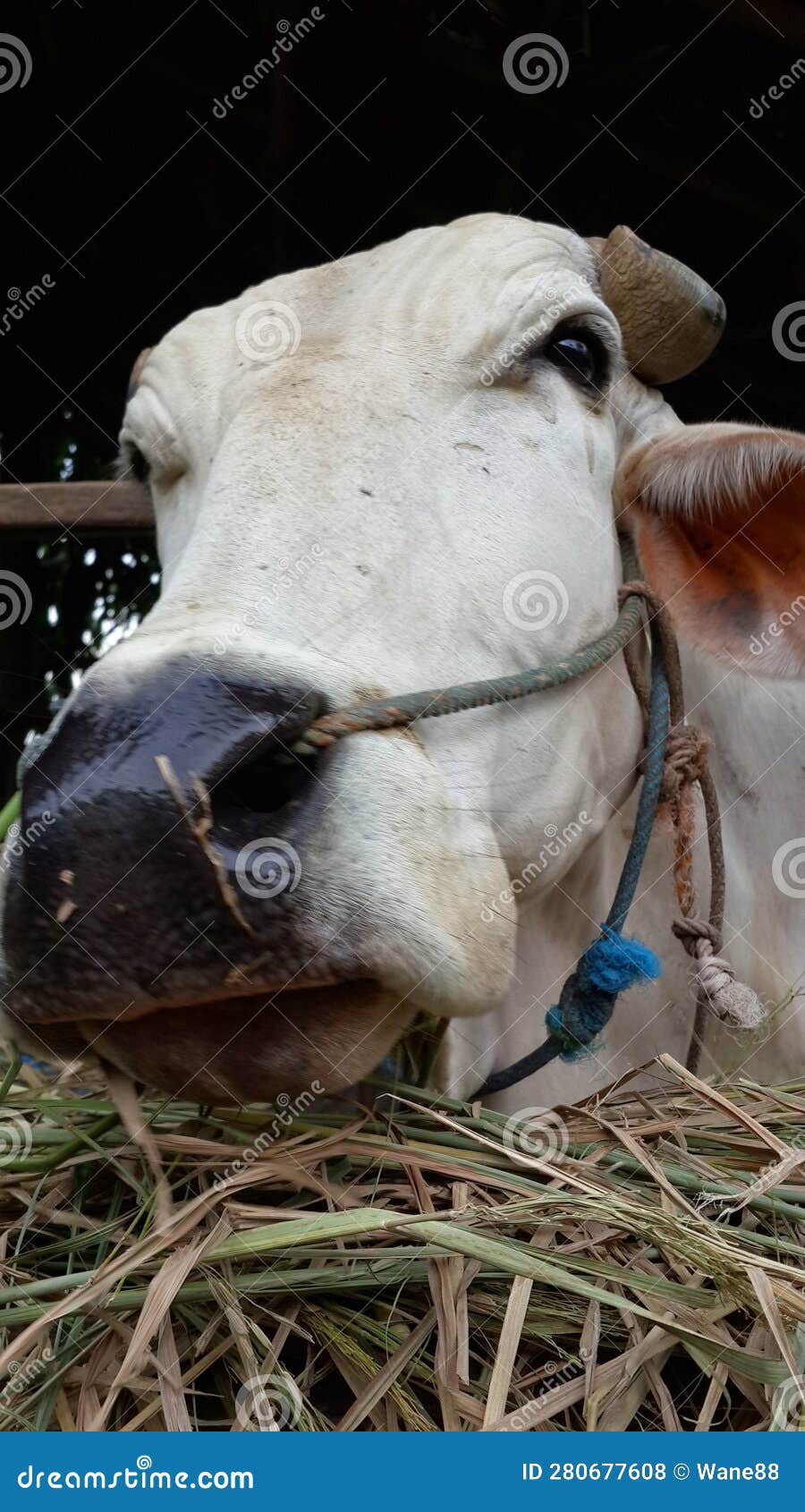 Mirada de una vaca blanca foto de archivo. Imagen de hierba - 280677608
