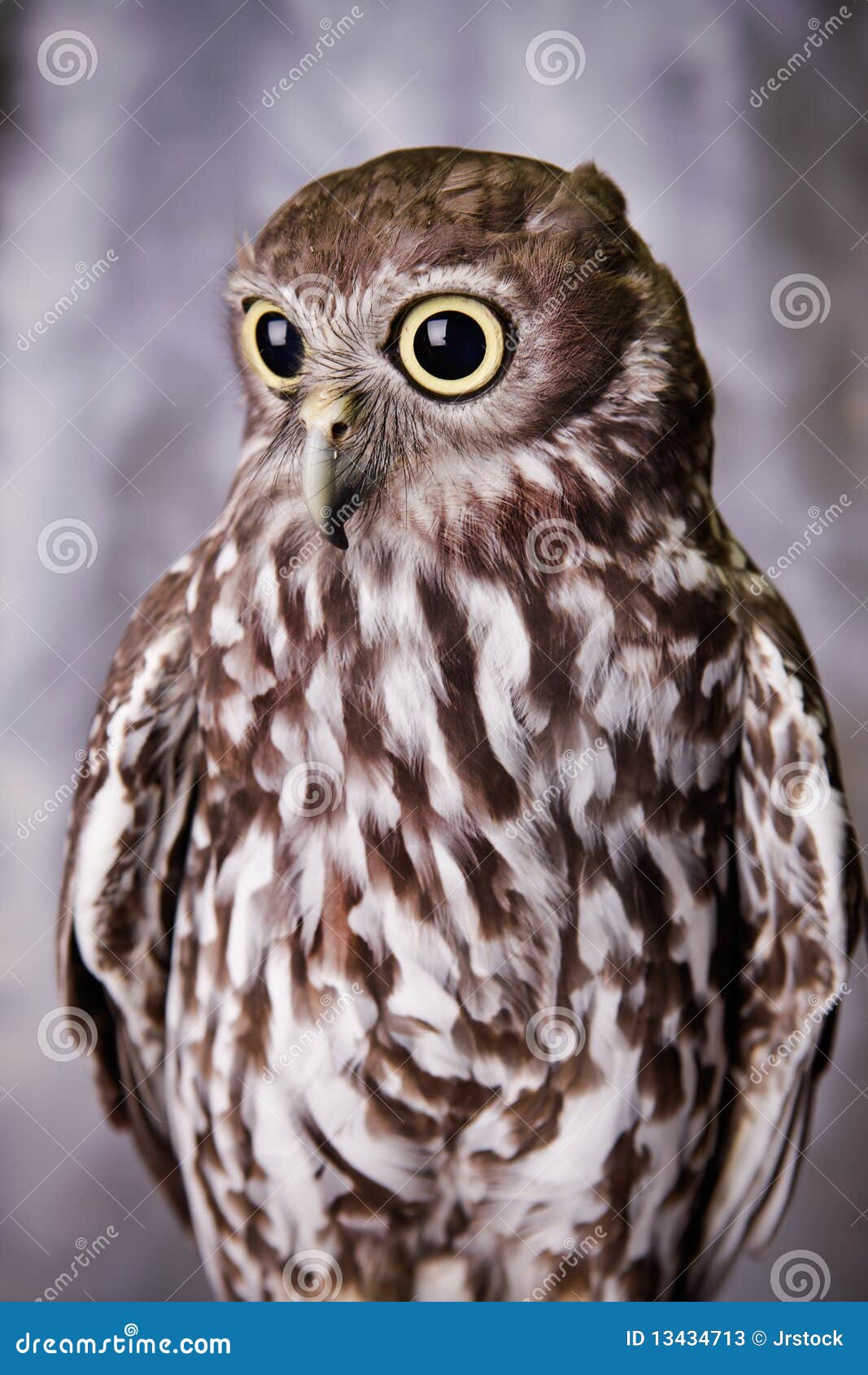 Mirada del buho imagen de archivo. Imagen de plumas, cierre - 13434713