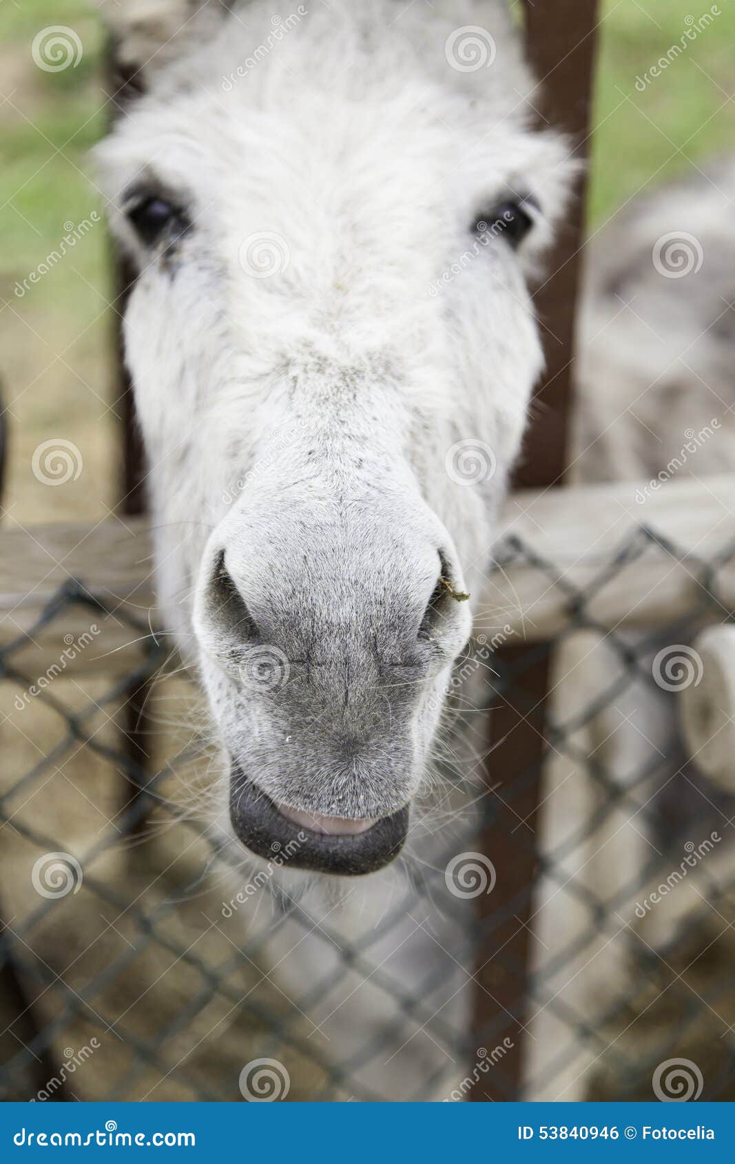 Mirada del burro foto de archivo. Imagen de animales - 53840946