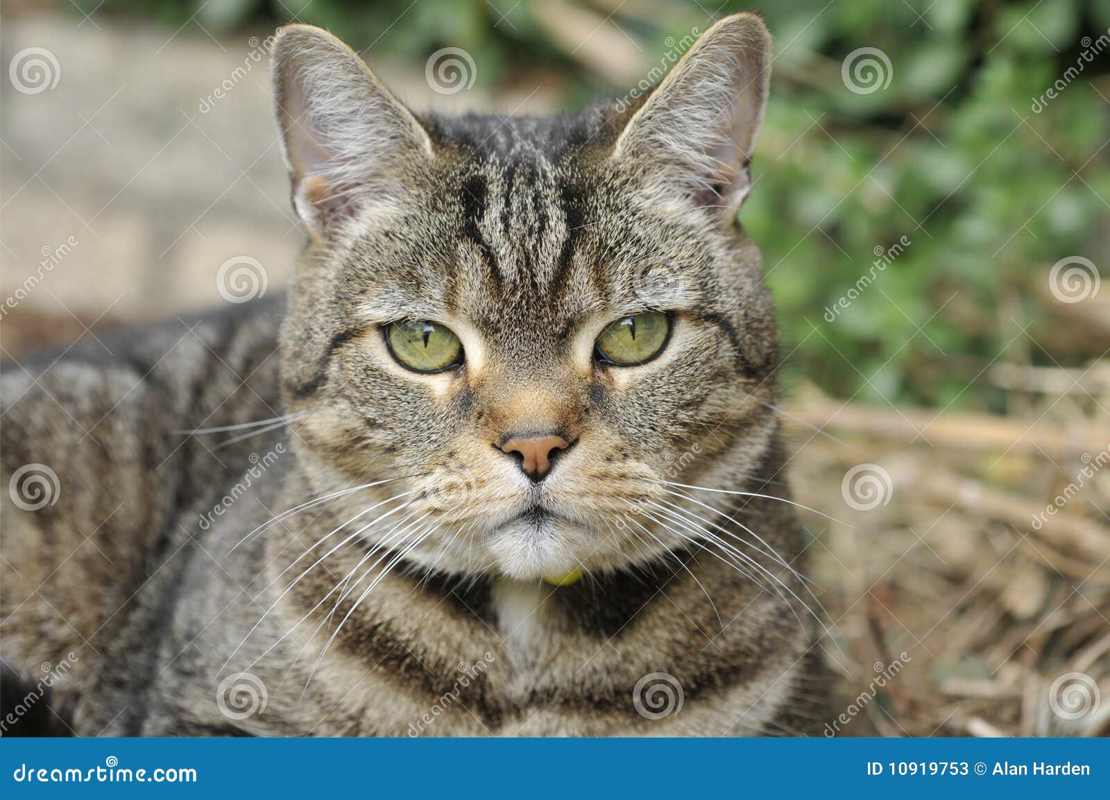 Mirada del gato imagen de archivo. Imagen de gato, gatito - 10919753