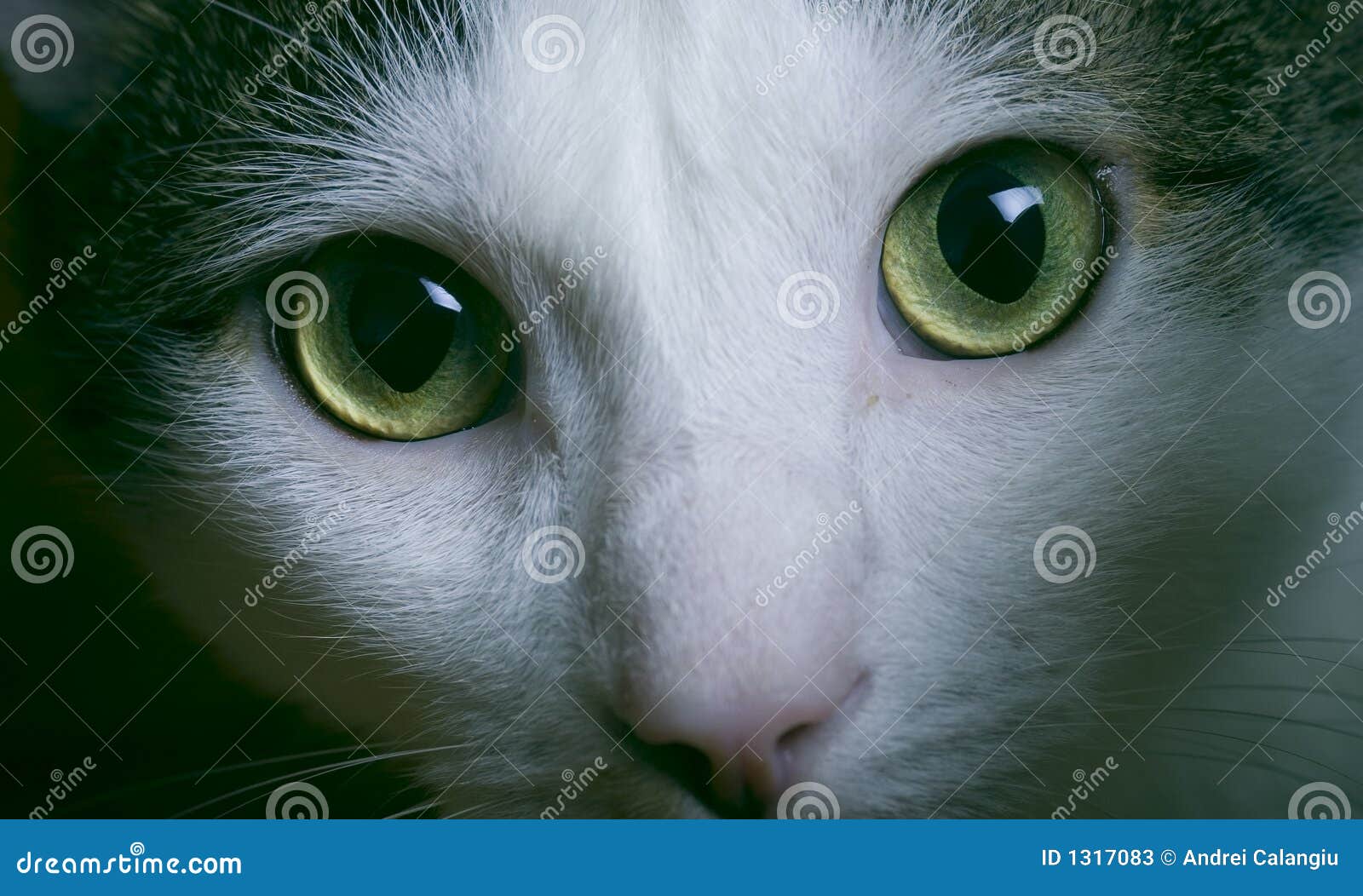 Mirada del gato imagen de archivo. Imagen de cara, primer - 1317083