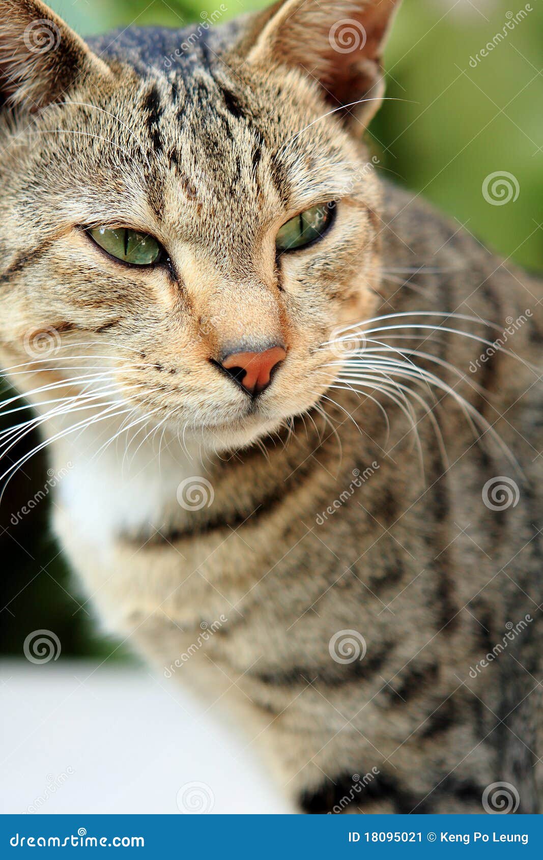 Mirada del gato imagen de archivo. Imagen de animal, gatito - 18095021