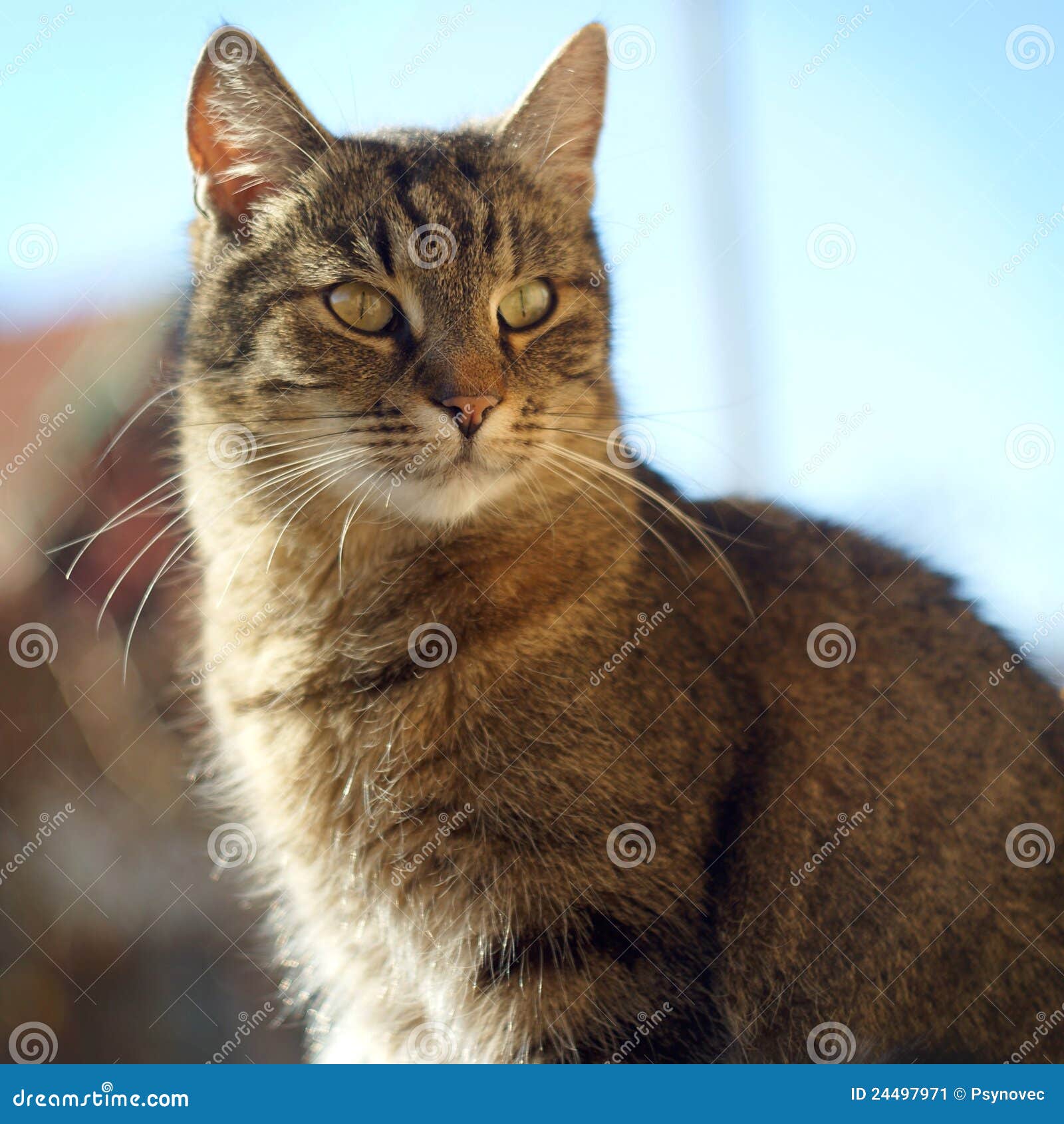 Mirada del gato imagen de archivo. Imagen de noche, animal - 24497971