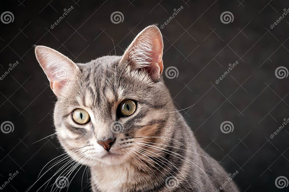 Mirada del gato imagen de archivo. Imagen de pista, animal - 26170993