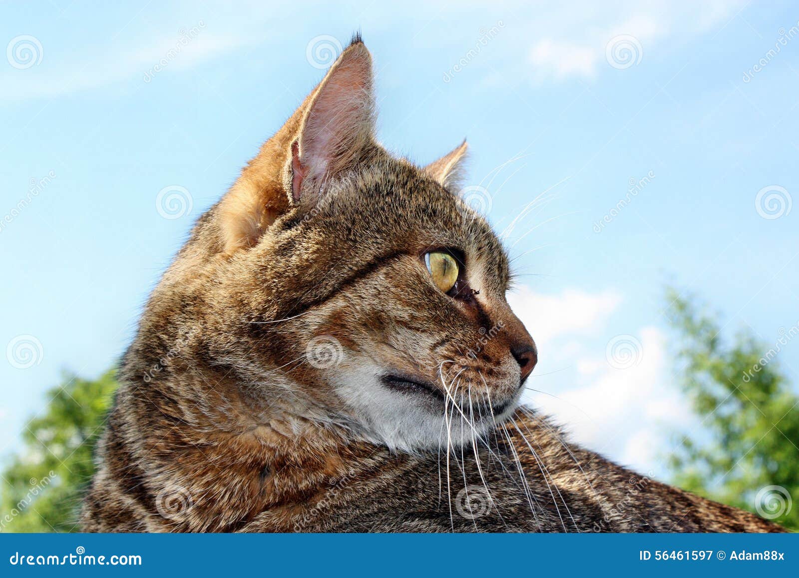 Mirada del gato imagen de archivo. Imagen de animal, pelo - 56461597