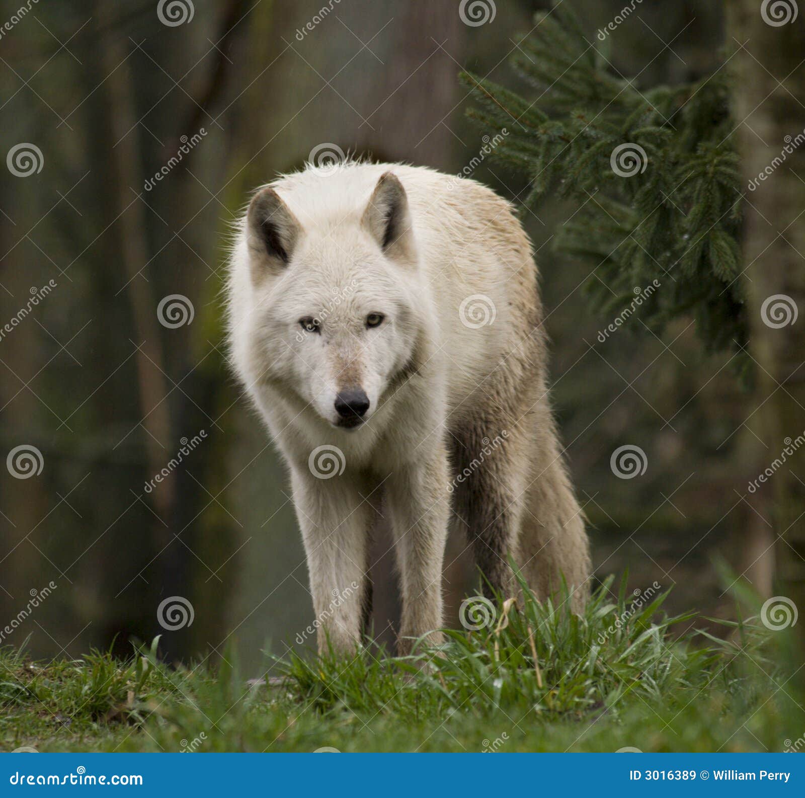 Mirada del lobo imagen de archivo. Imagen de travieso - 3016389