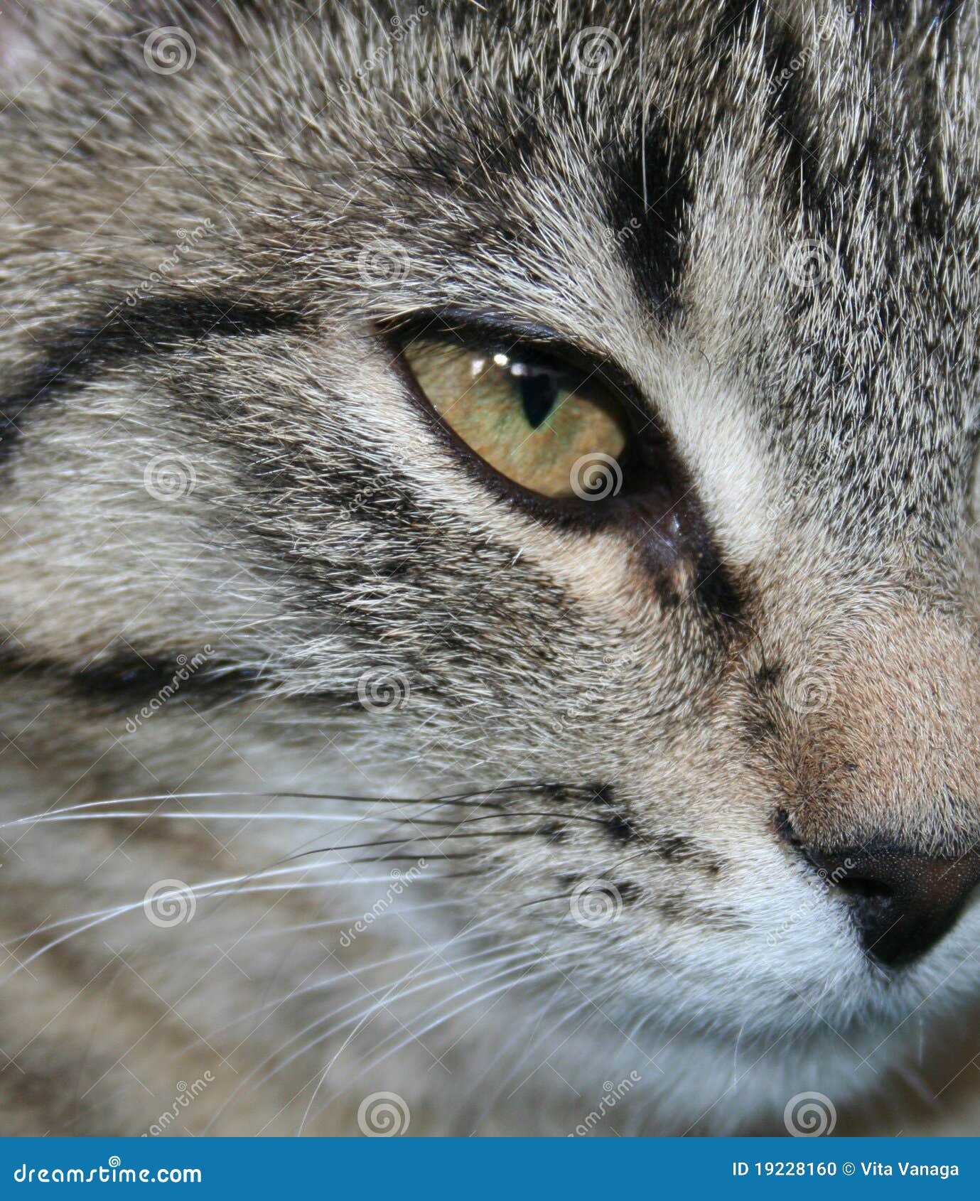 Mirada del ojo de gato foto de archivo. Imagen de vacaciones - 19228160