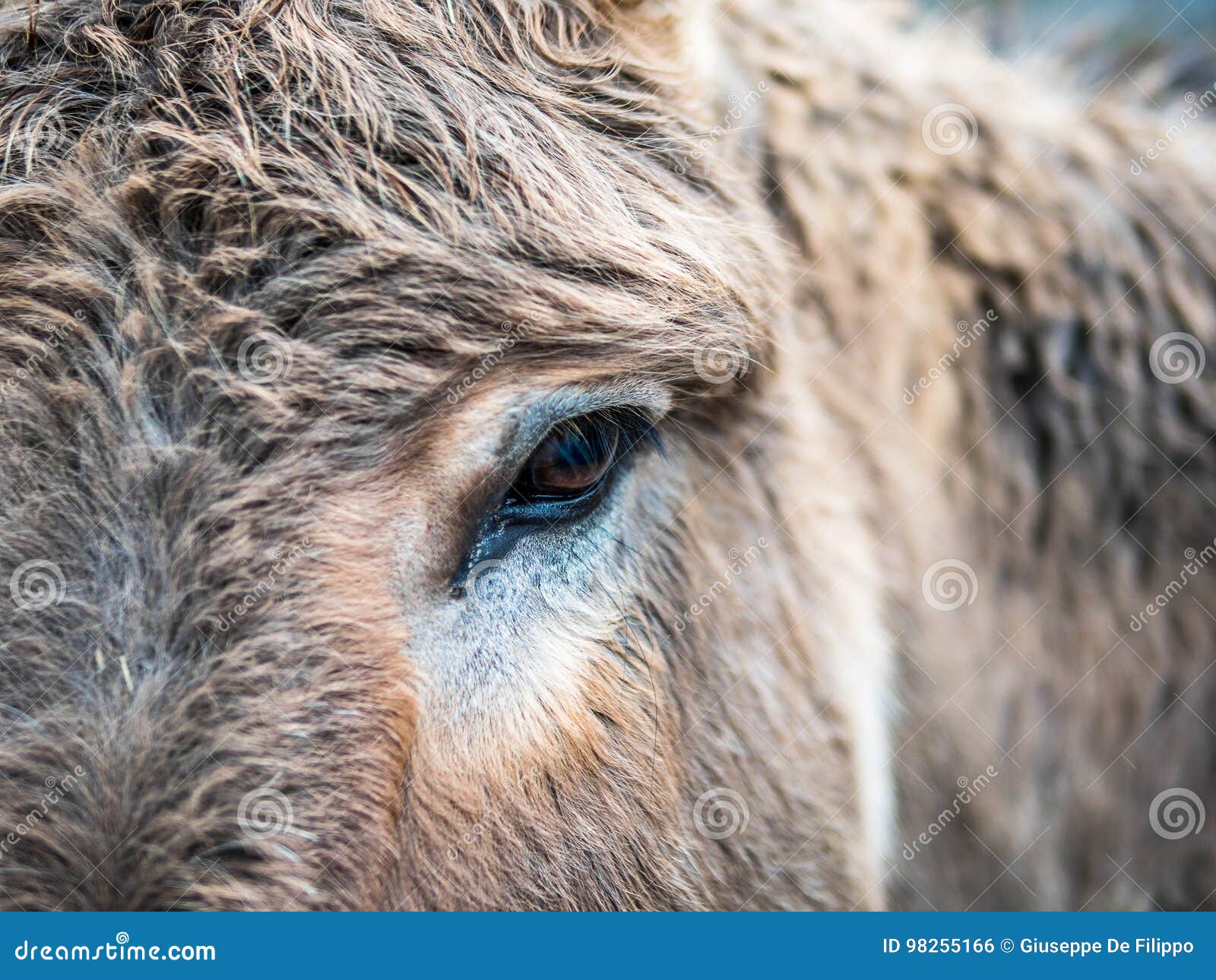 Mirada Dulce De Un Burro En Suiza Foto de archivo - Imagen de piel ...
