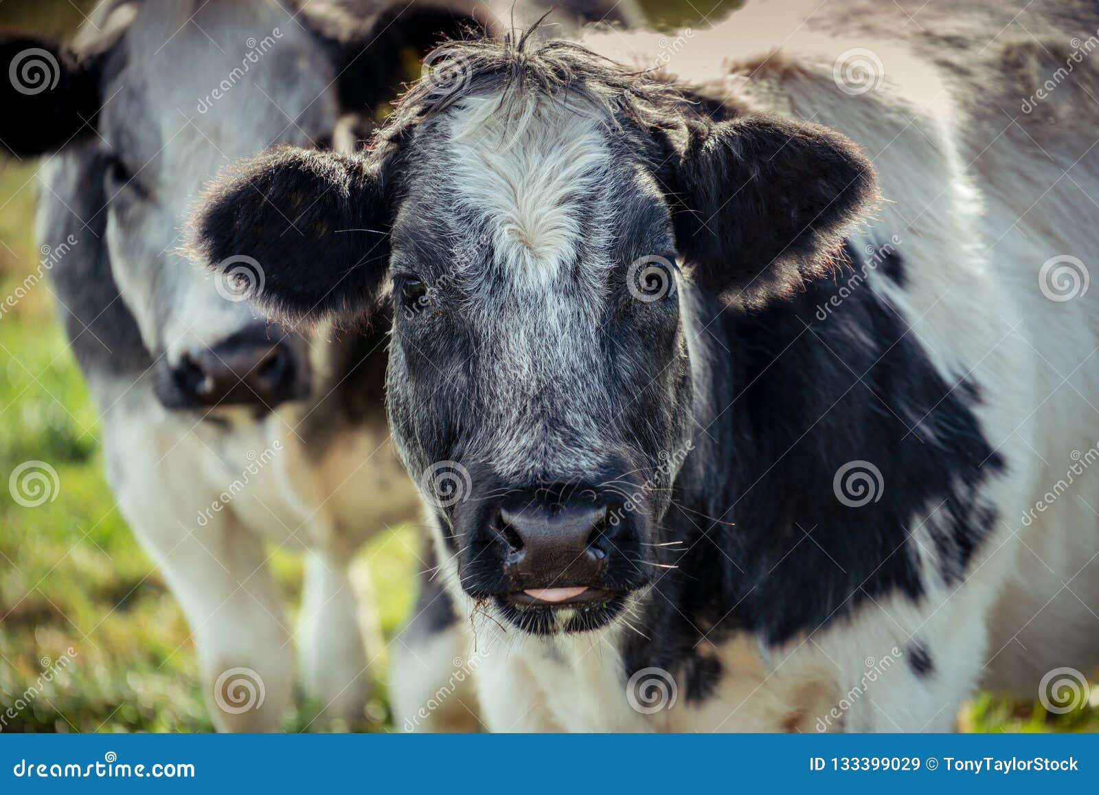 Mirada Dulce Vaca Lanuda Gris Y Blanca Imagen de archivo - Imagen de ...