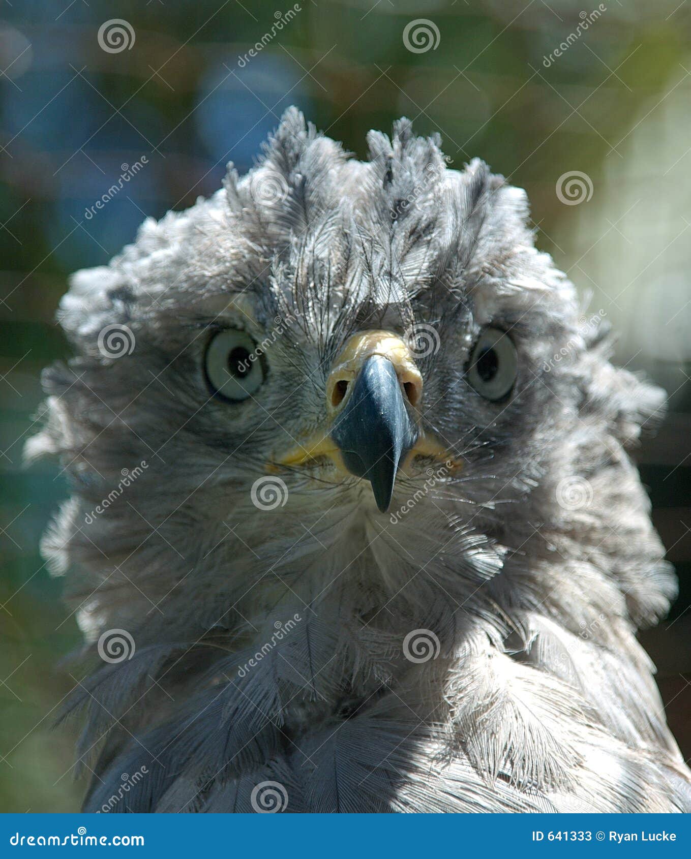 Mirada fija imagen de archivo. Imagen de presa, pico, despredador - 641333