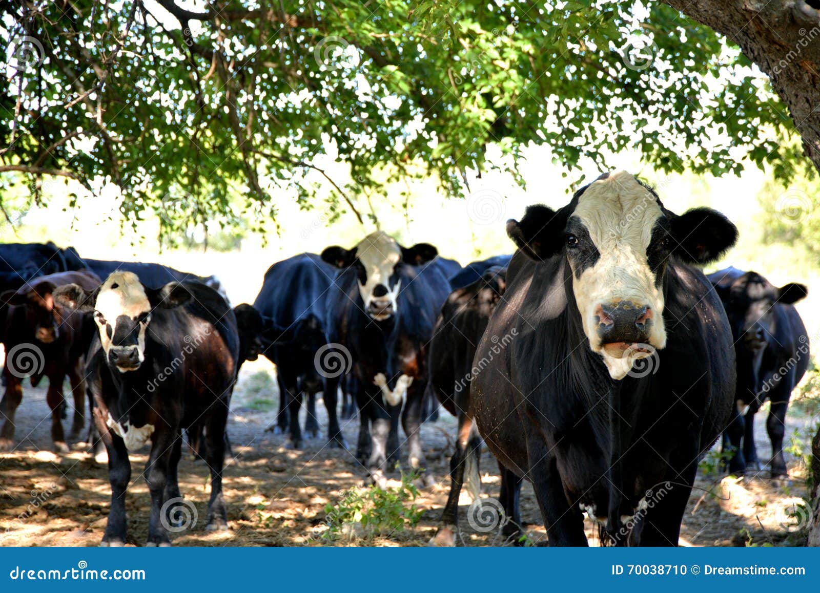 Mirada fija de la vaca foto de archivo. Imagen de divertido - 70038710