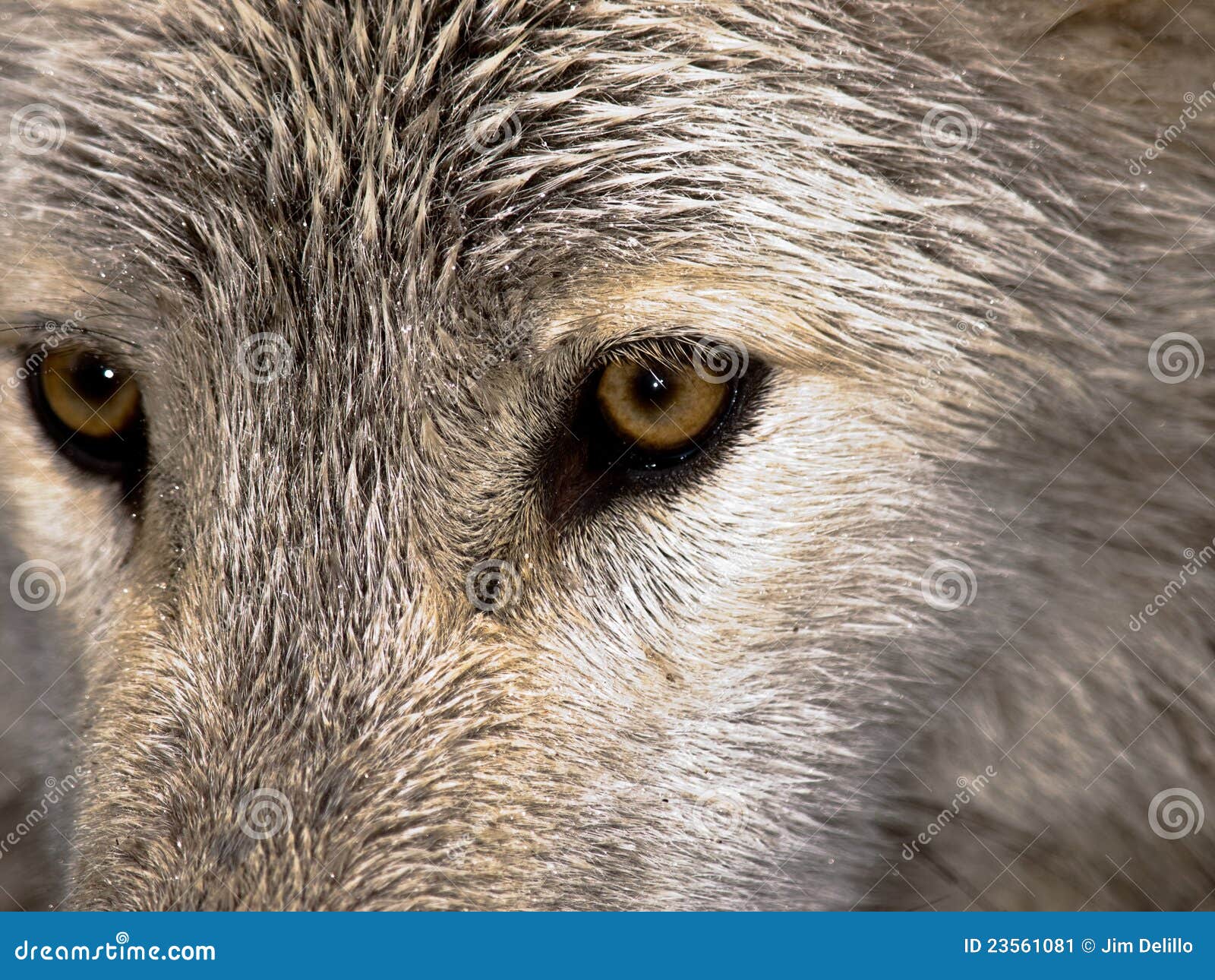 Mirada fija del lobo imagen de archivo. Imagen de ojos - 23561081