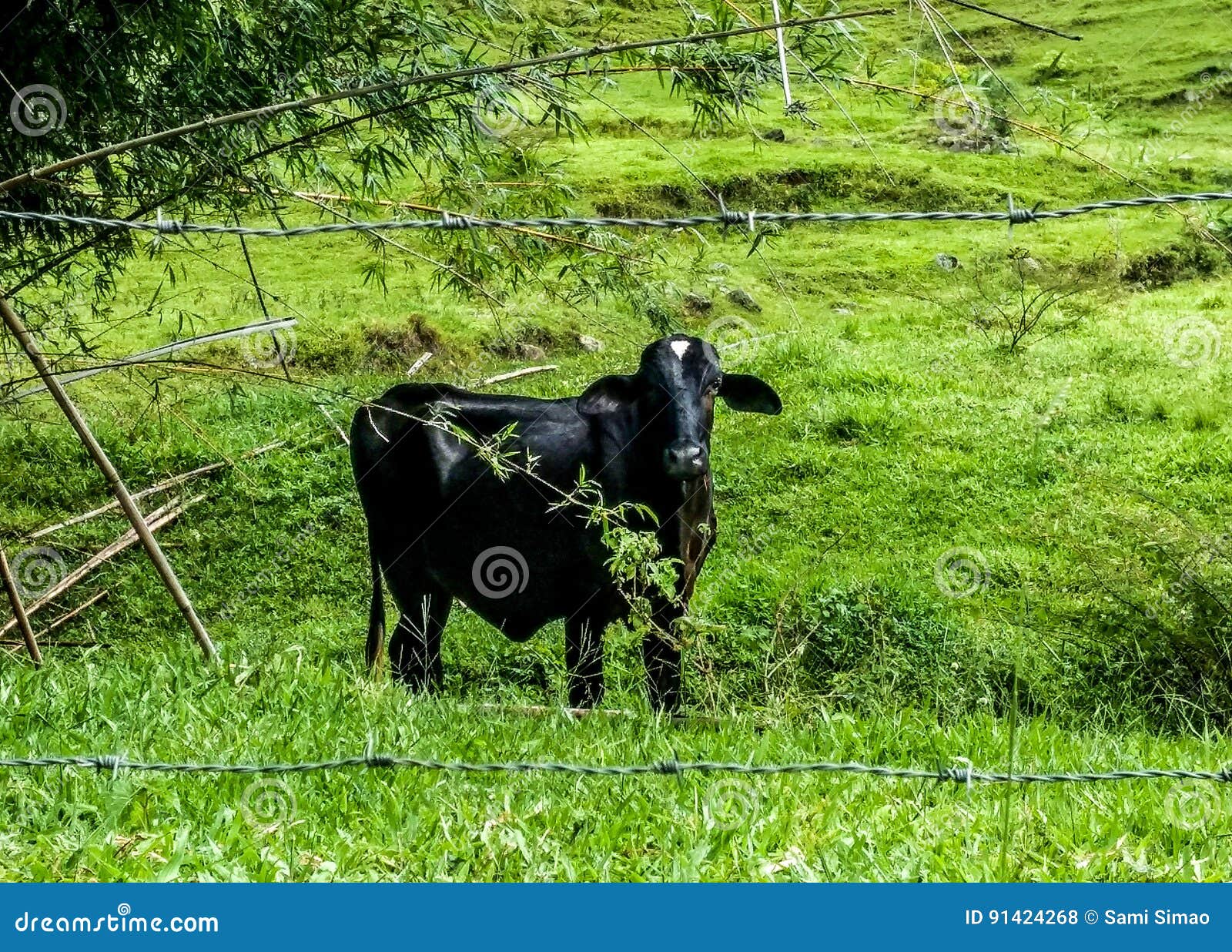 Mirada negra de la vaca foto de archivo. Imagen de mirando - 91424268