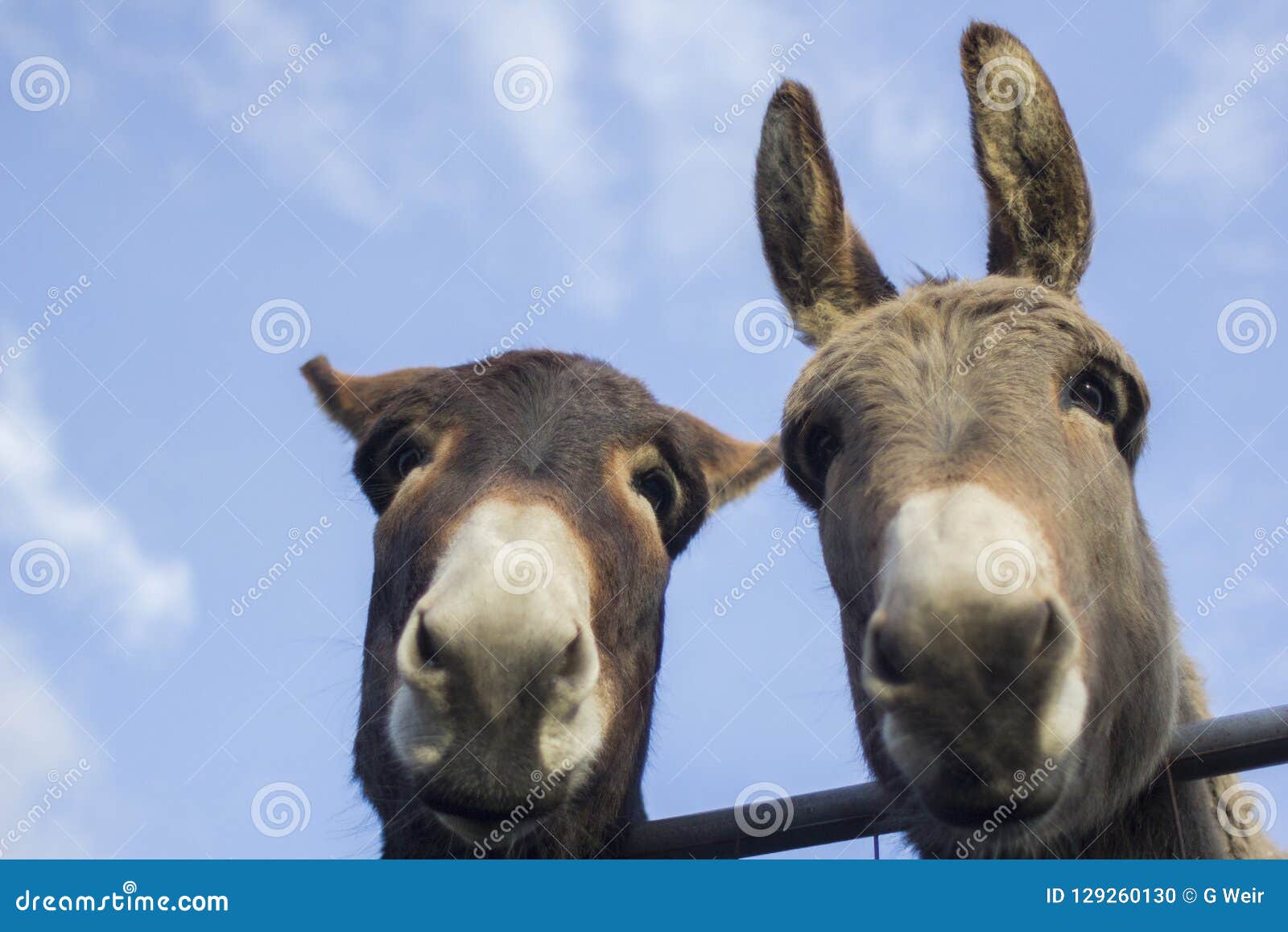 Mirada Para Arriba Para Dos Retratos Del Burro Foto de archivo - Imagen ...