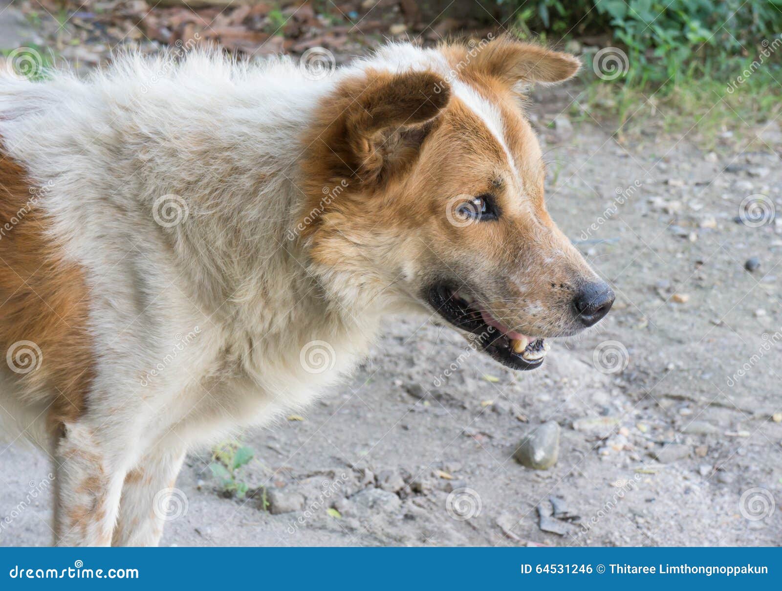 Mirada Pobre Del Perro En Algo Foto de archivo - Imagen de exterior ...