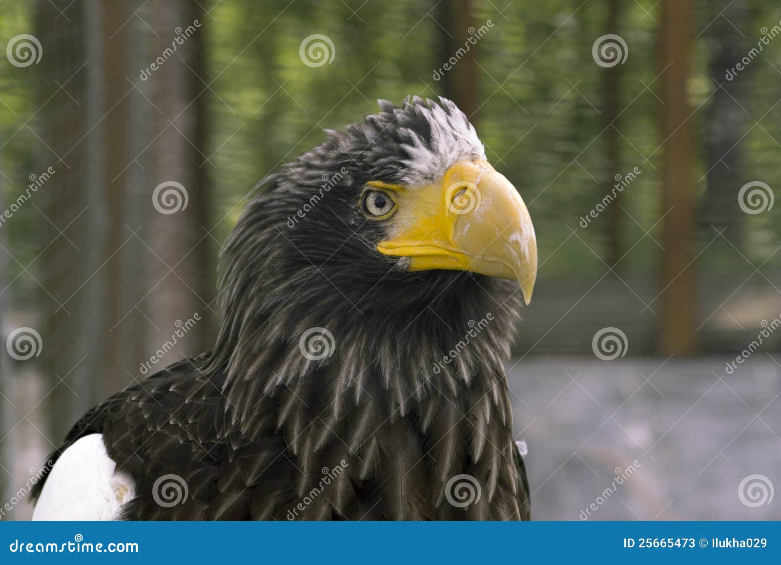 Mirada Sostenida, Pico De Gran Alcance Imagen de archivo - Imagen de ...