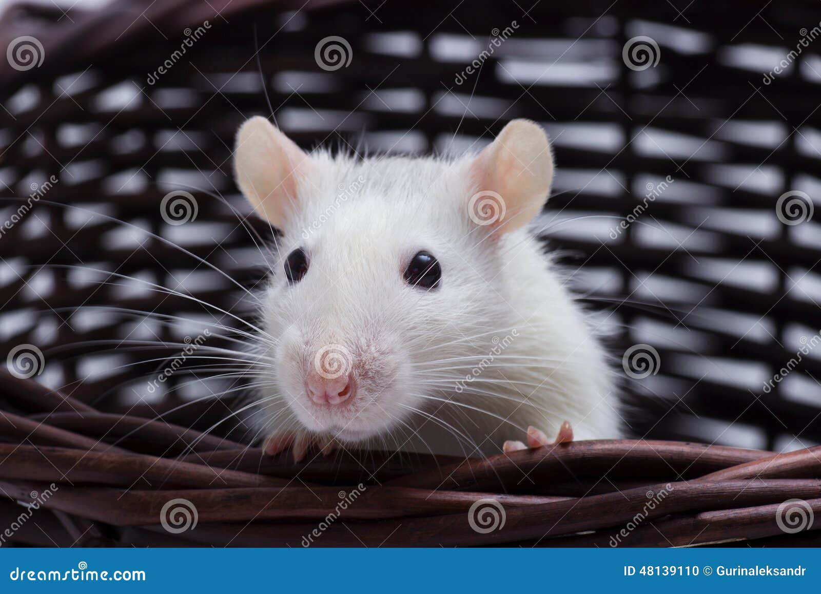 Miradas lindas de la rata foto de archivo. Imagen de retrato - 48139110