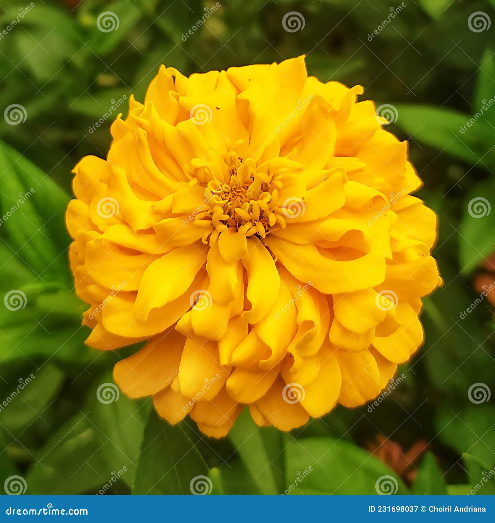 Miragold Flower Stock Photos - Free & Royalty-Free Stock Photos from ...