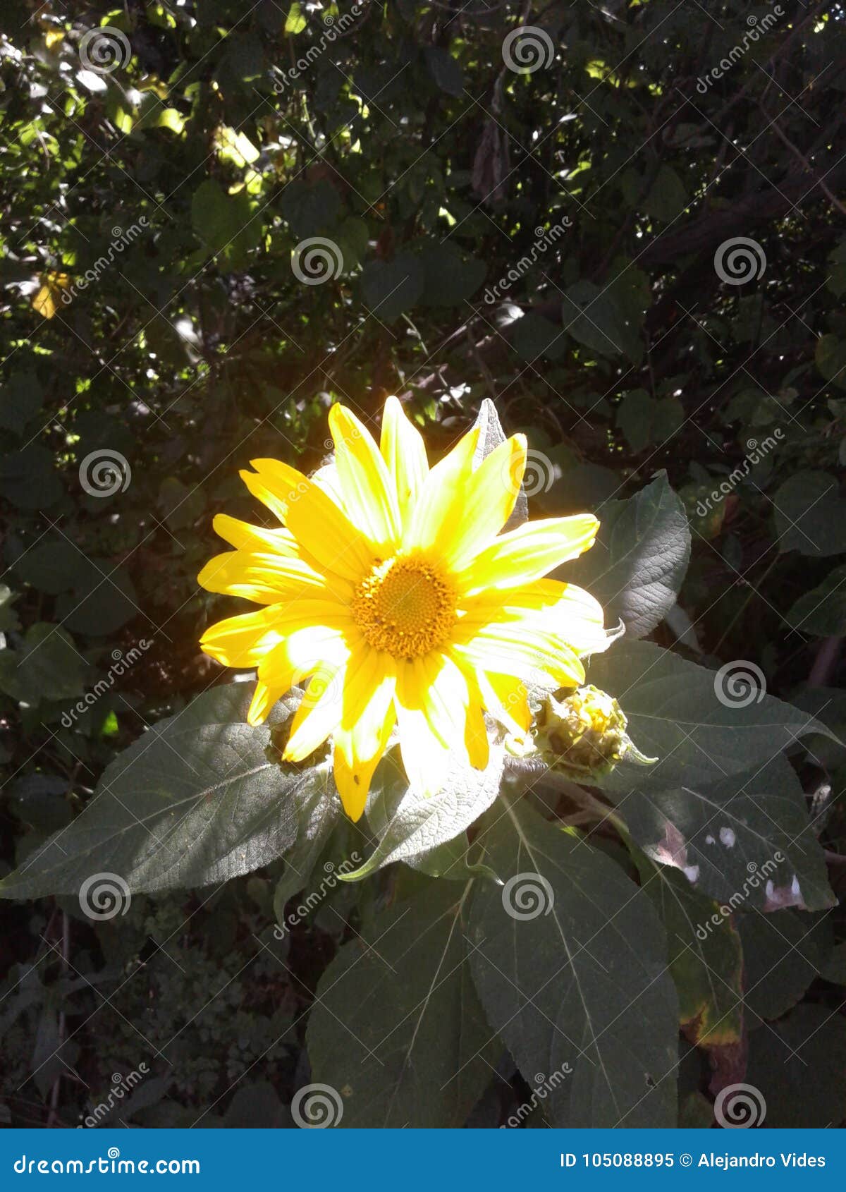 Mirasol imagen de archivo. Imagen de amarillo, flor - 105088895