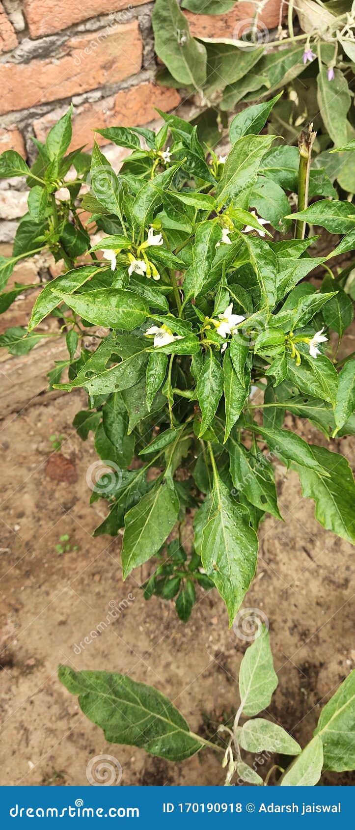 Mircha tree stock photo. Image of tree, 48mp, mircha - 170190918