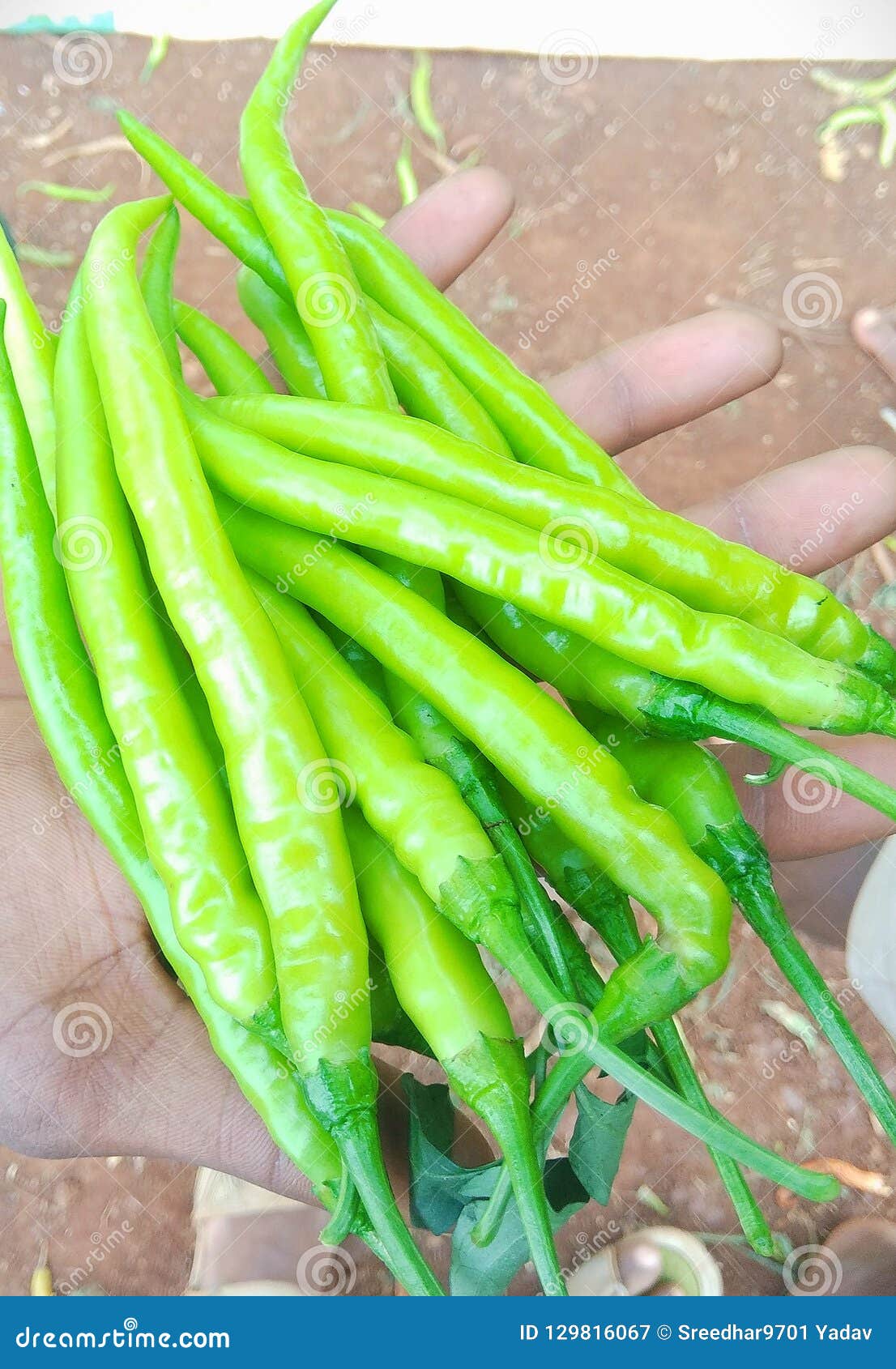 Mirchi stock afbeelding. Image of groen, naughty, bron - 129816067