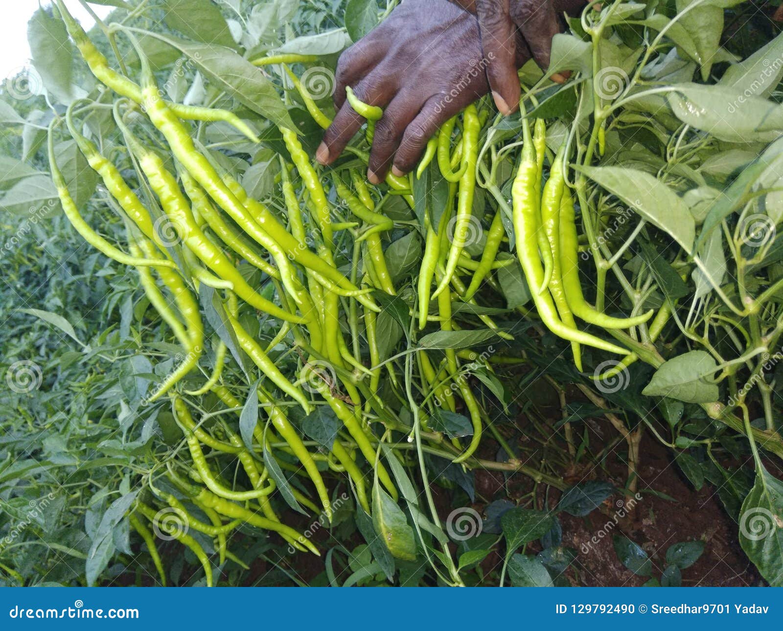 Mirchi stock photo. Image of plant, colour, mirchi, green - 129792490