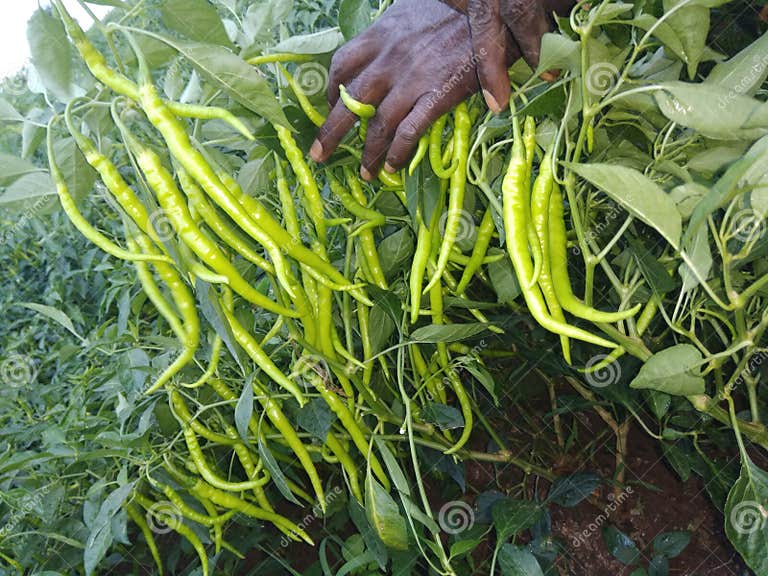 Mirchi stock photo. Image of plant, colour, mirchi, green - 129792490