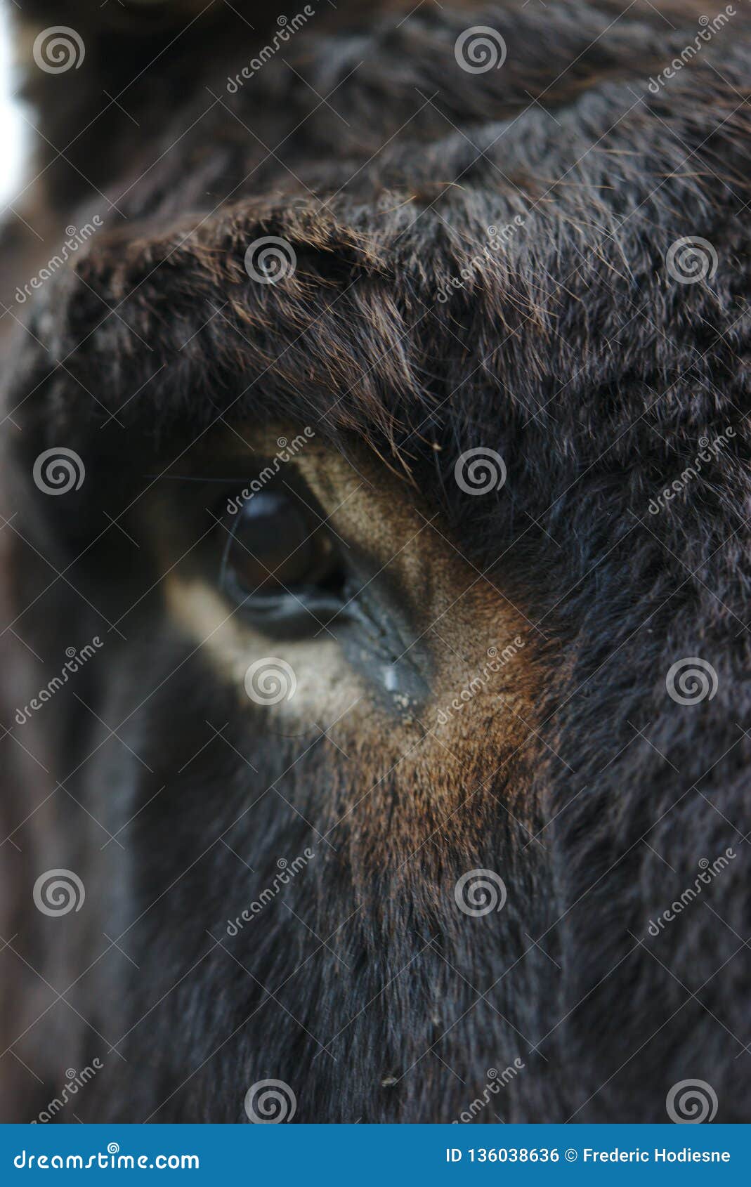 Mire de un burro negro foto de archivo. Imagen de negro - 136038636